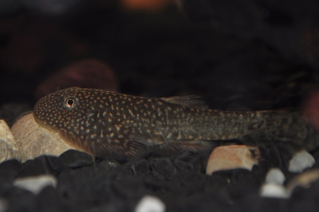 ZOOTOGRAFIANDO (6.100 ANIMALS): LOCHA DE BORNEO (Beaufortia leveretti)