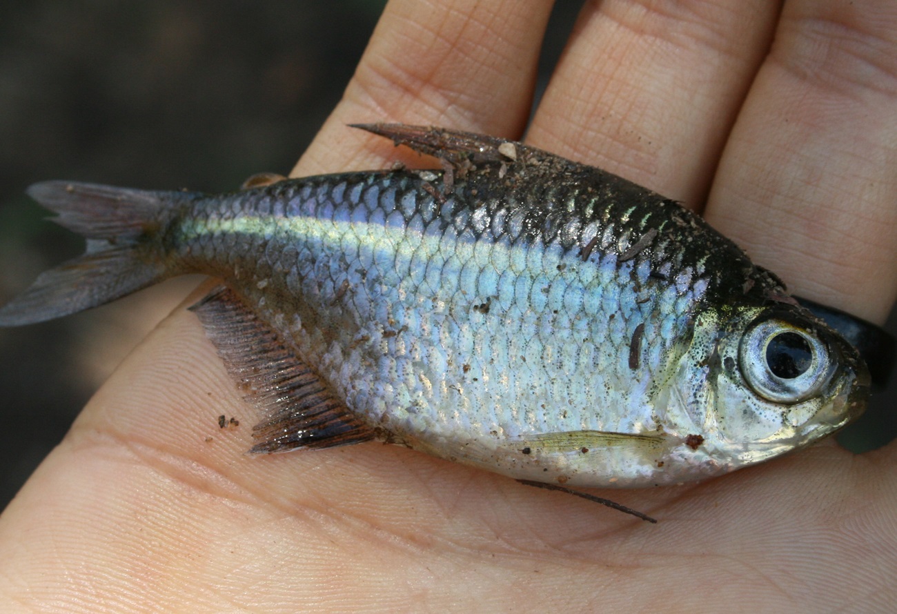 Species New to Science: [Ichthyology • 2018] Moenkhausia goya • A New ...