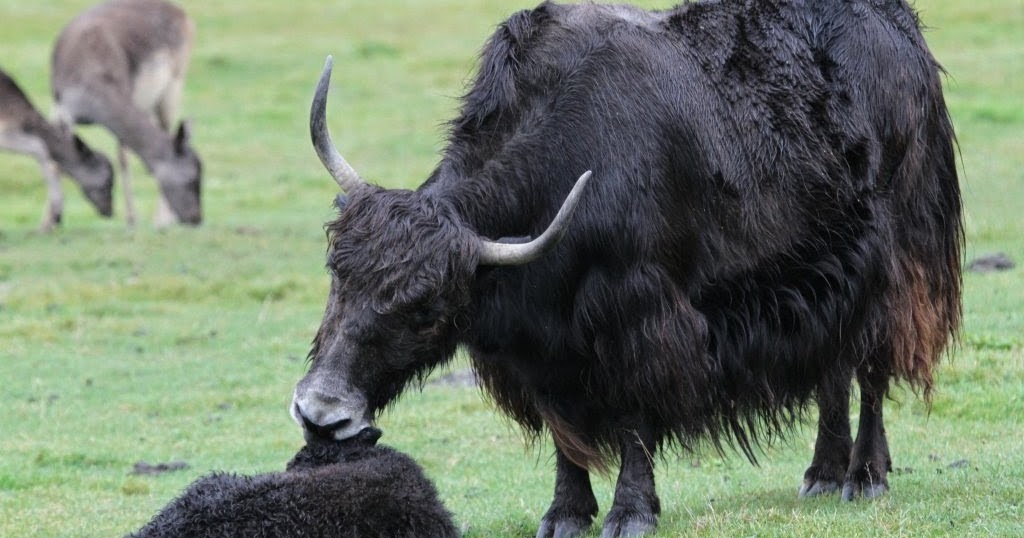 Wild Yaks Animals | Amazing Facts & Latest Pictures | All Wildlife ...