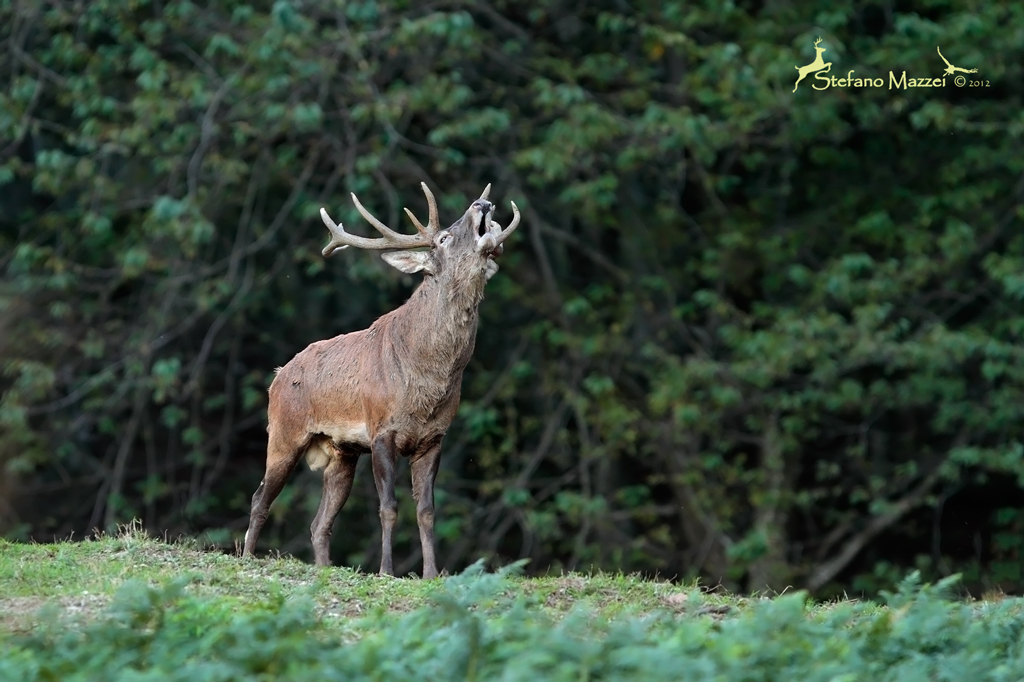Stefano Mazzei wildlife photographer: Cervo in amore ...