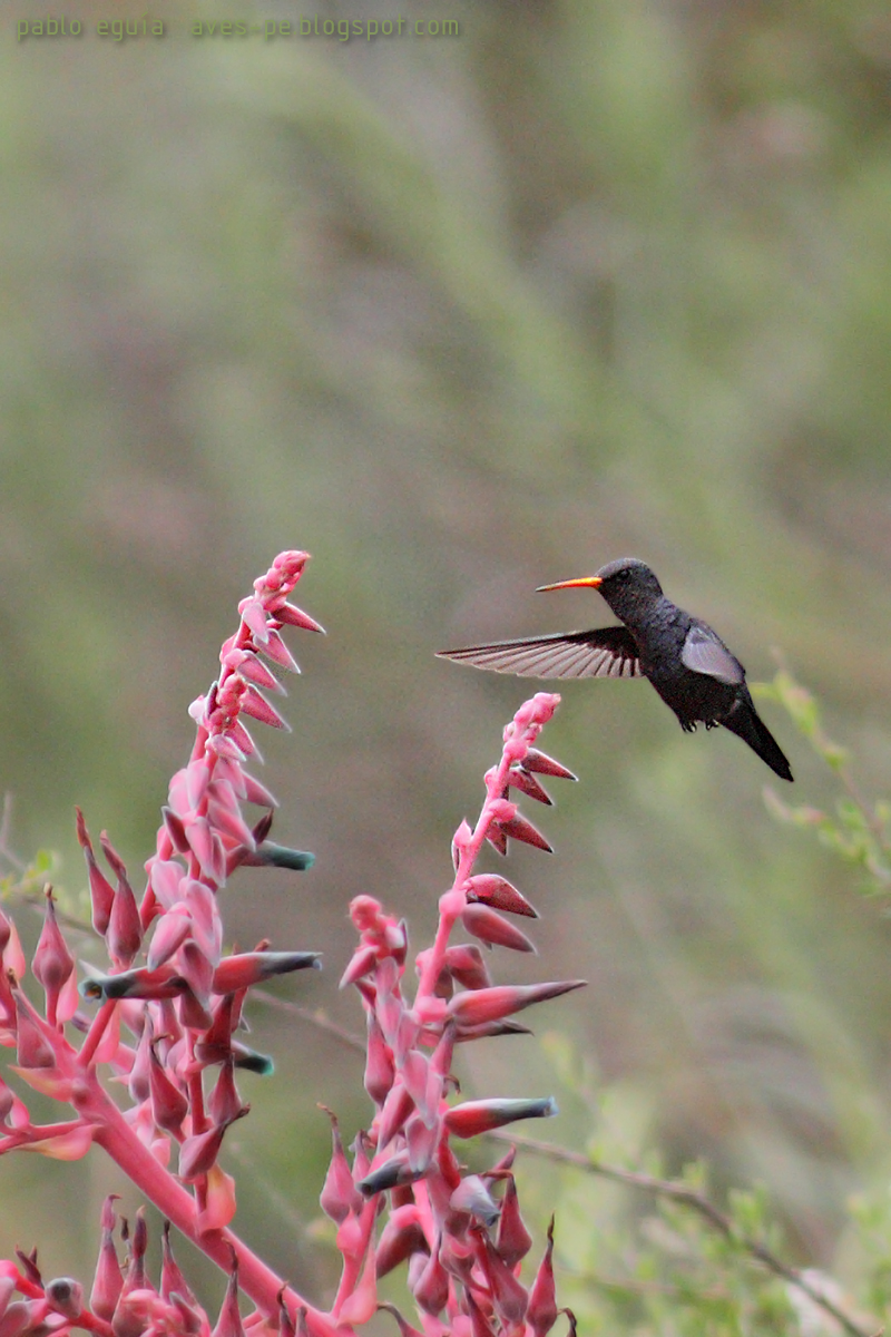 mis fotos de aves: Chlorostilbon lucidus Picaflor Verde Glittering ...