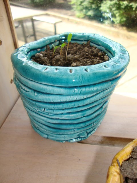 Thomas Elementary Art: 3rd Grade Coil Pots with Plants!