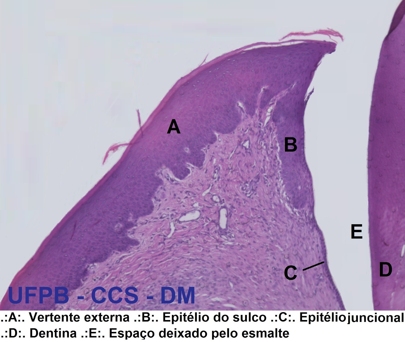 HistoLink: .:Periodonto:.