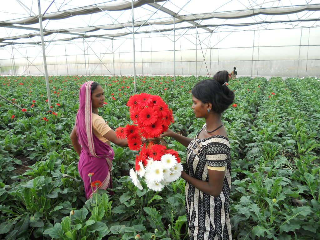 Surat City in pictures...: Floriculture..