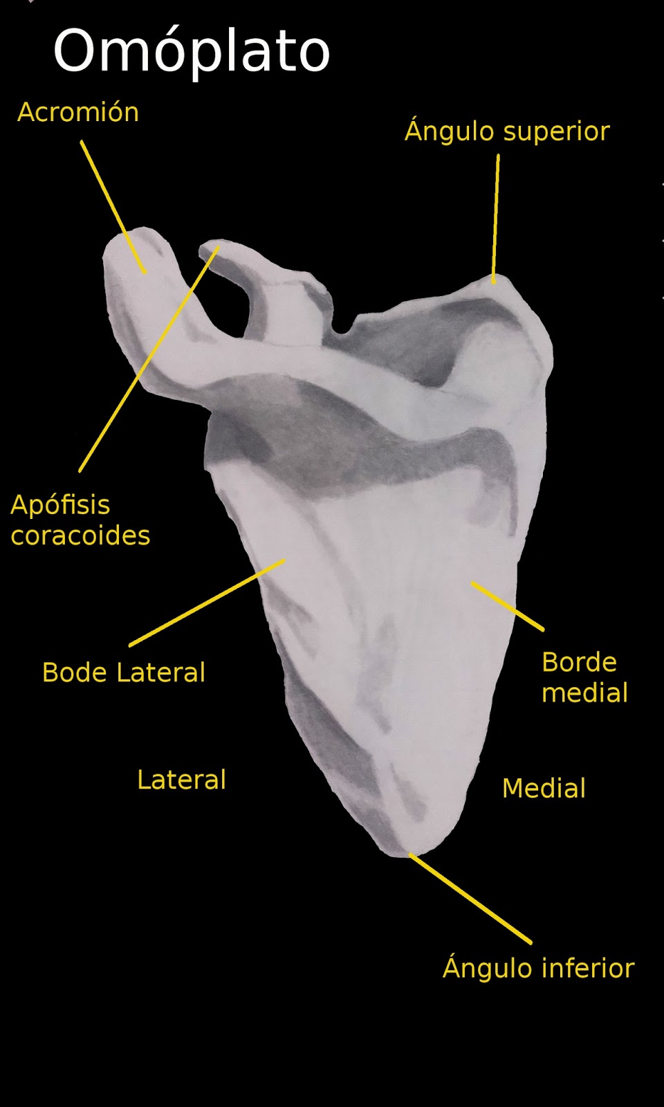 Diujos de anatomía: Omóplato