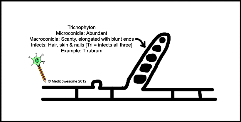 Macroconidia And Microconidia