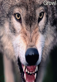 Sea Animals Names with Pictures | Necessary Vocabulary - Necessary ...