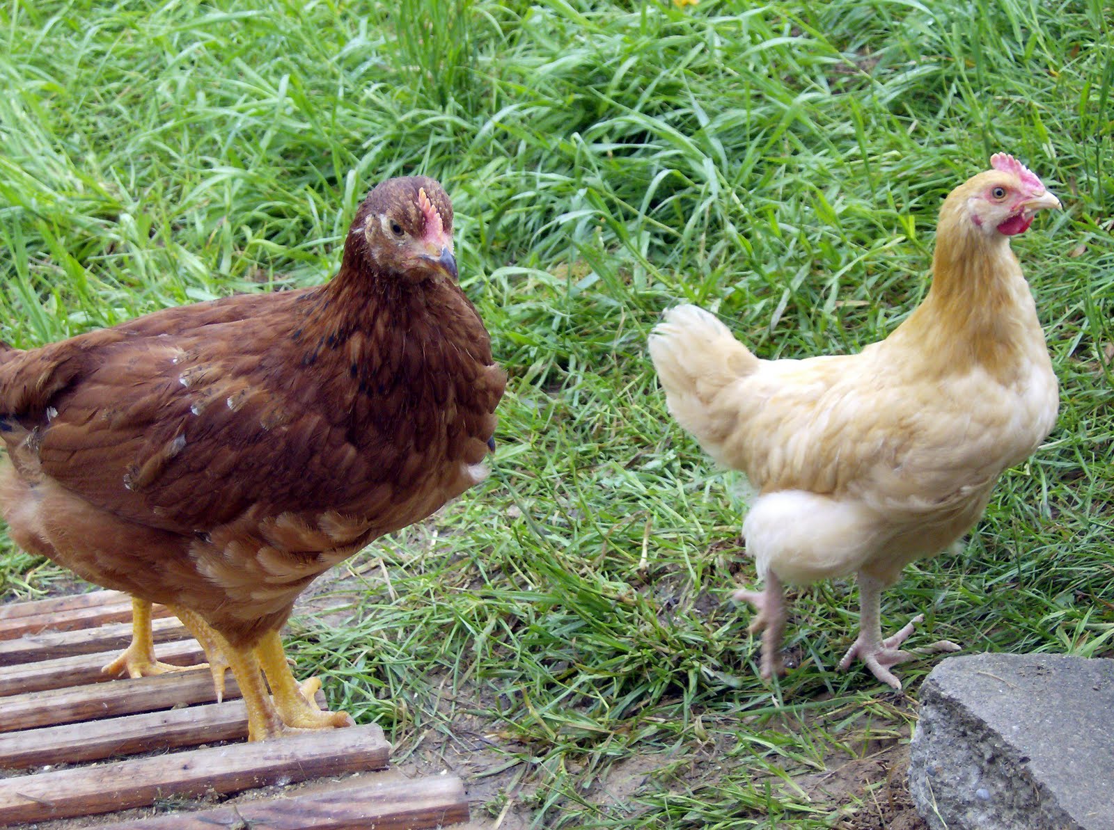 Country Lane Crafts & Antiques: Country Life = Teenage Chickens