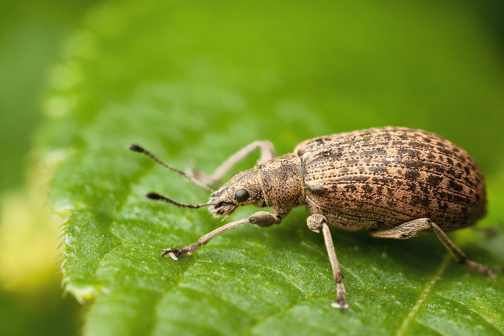phils photographic adventures: Whixall Moss Bug Hunt April 10