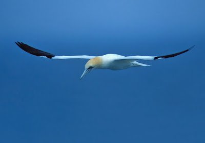 The City Birder: 01/01/2005 - 02/01/2005