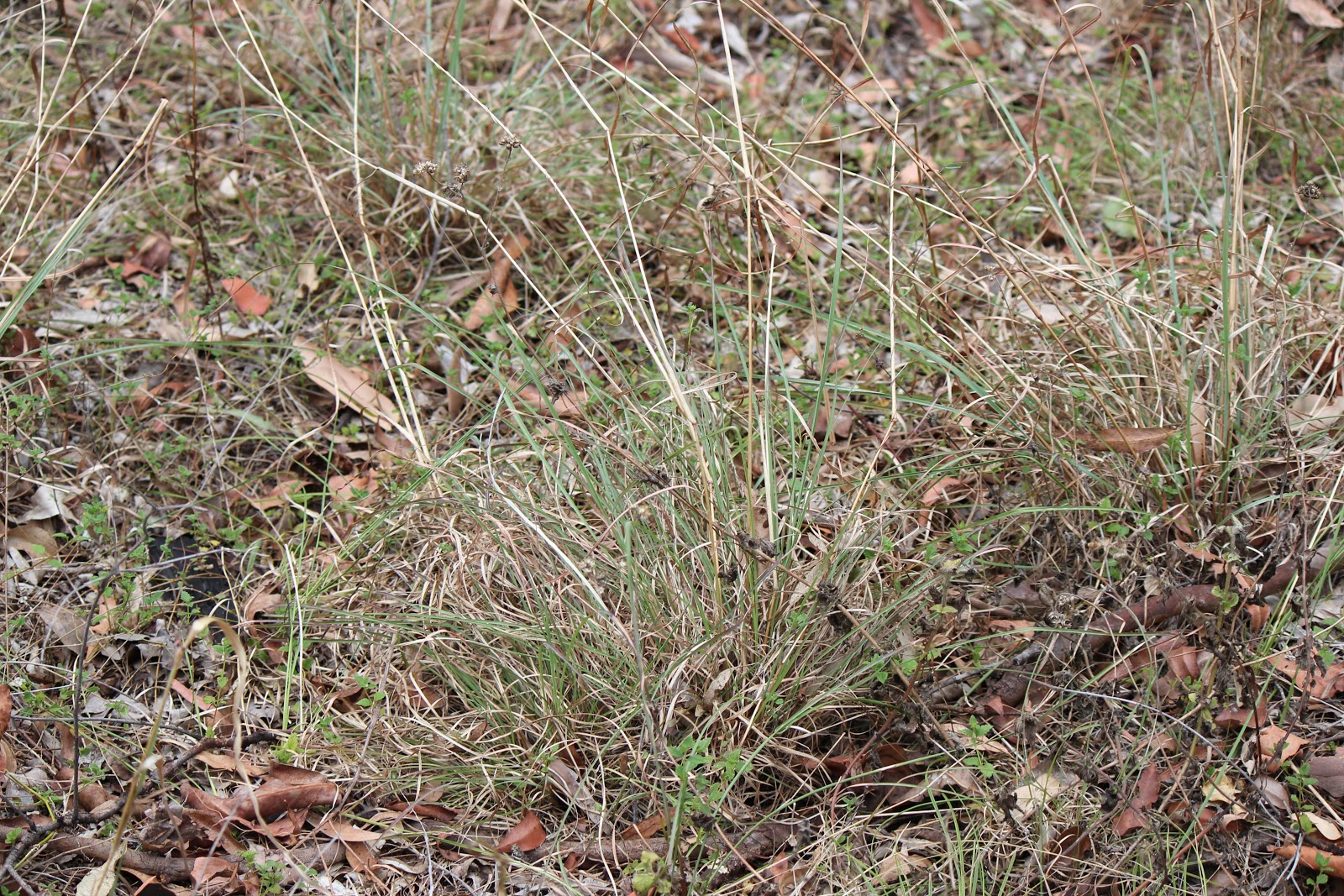 Brisbane Backyard Naturalist: October 2012