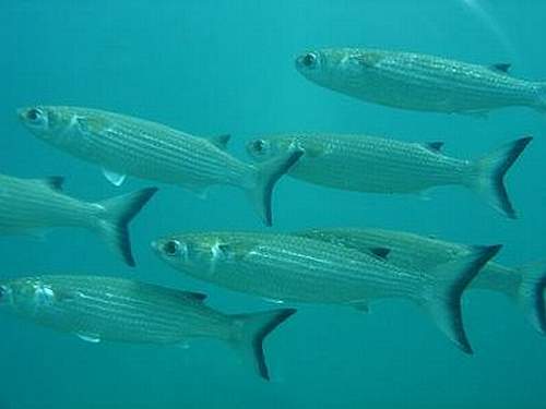 A Arte da Pesca: Peixes de Água Salgada - Tainha