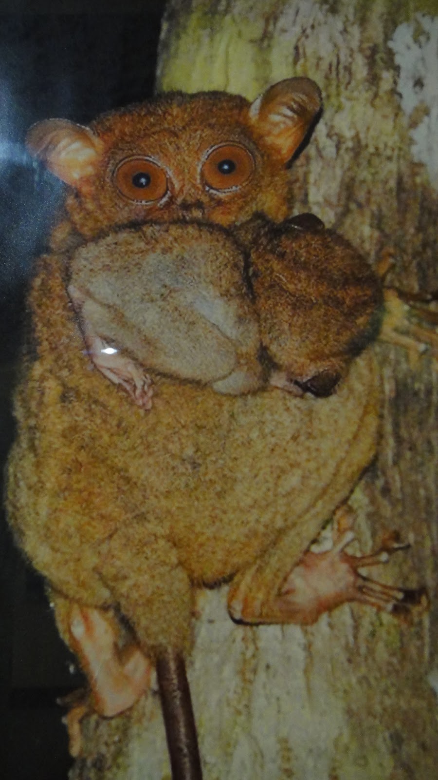The Monica Pia: Tarsius syrichta