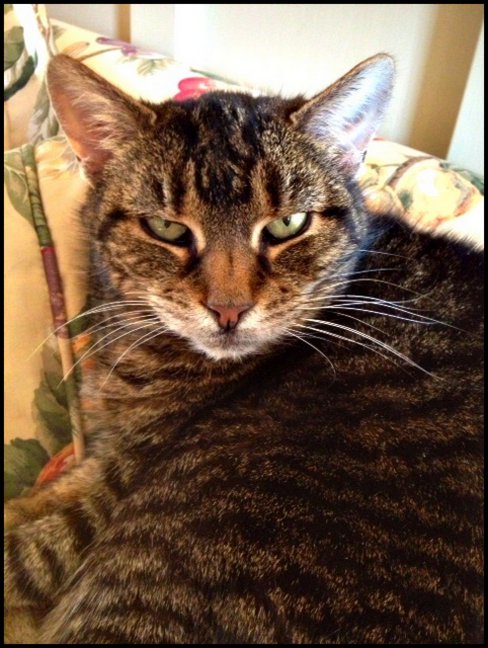 Here she is, the Queen of the Cottage.