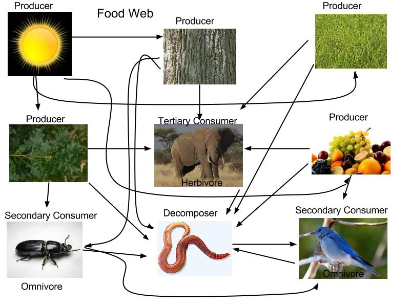 Food Web An Important Phenomenon For Environmental Balance By Animals food-web-an-important-phenomenon-for-environmental-balance-by-animals