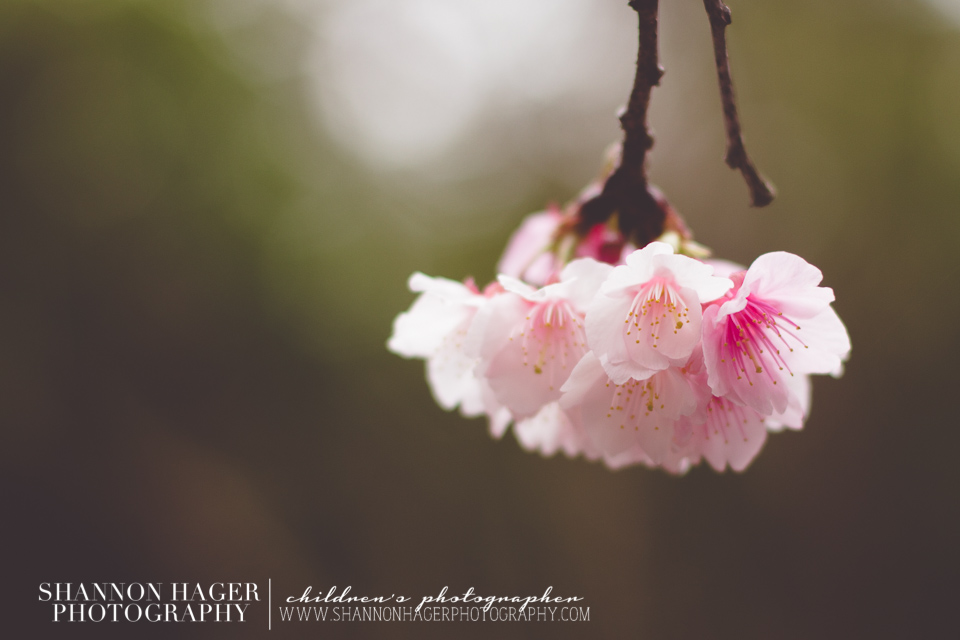 Enjoying Life With 4 Kids: More Cherry Blossoms | Mt Yaedake, Okinawa