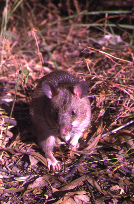 Musings of a Biologist and Dog Lover: Invasive Species: Gambian Pouch Rat