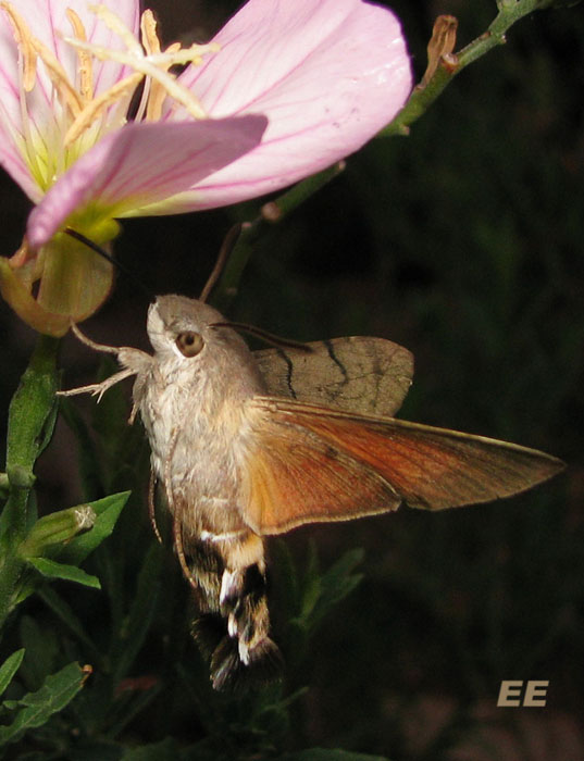 Mallorca es así también: Macroglossum stellatarum - Esfinge colibri