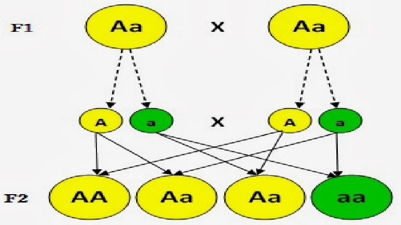 Café y Biología: Lección 23 Herencia Mendeliana