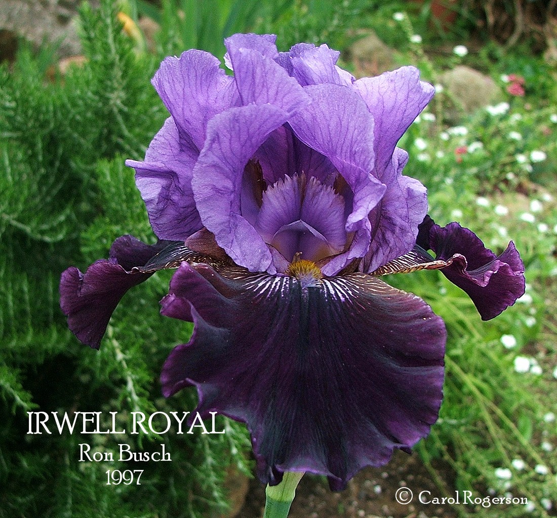 New Zealand Tall Bearded Iris IRWELL ROYAL ~ HERITAGE IRISES
