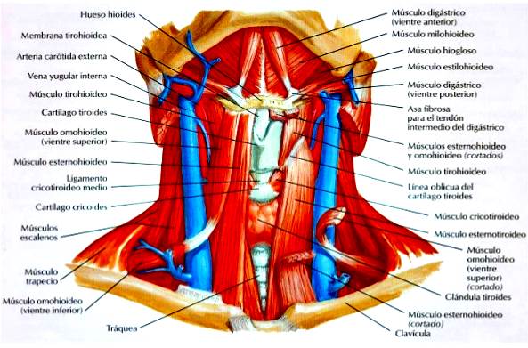 Musculos Del Cuello