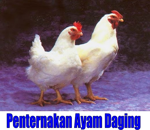 bukan doktor veterinar: Garis panduan penternakan ayam Daging