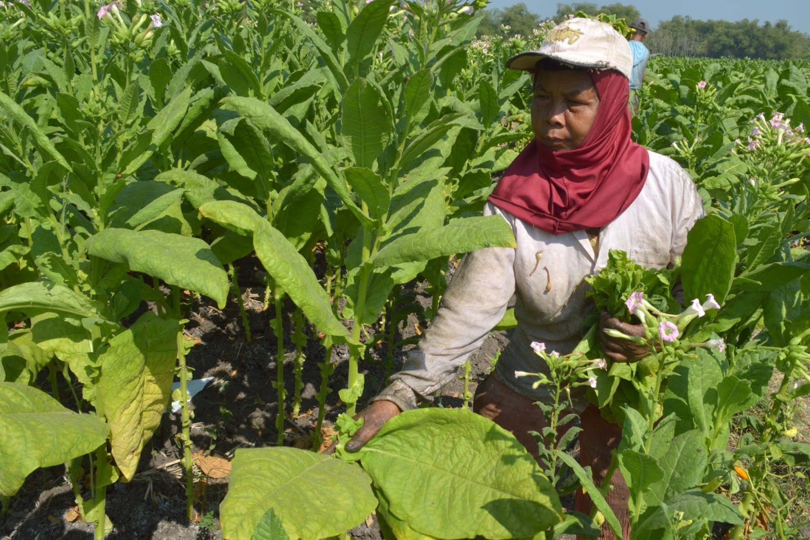 Peta Tembakau berdasarkan cara pengeringannya di Jawa Tengah - ulimargis