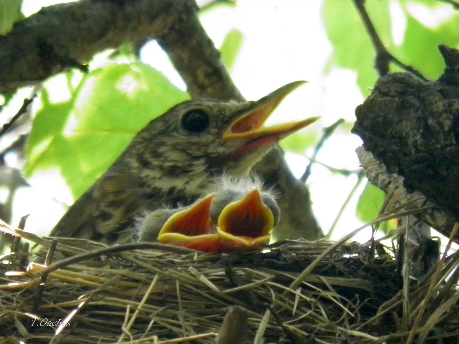 PASARI DIN ROMANIA: STURZ CANTATOR, Turdus philomelos