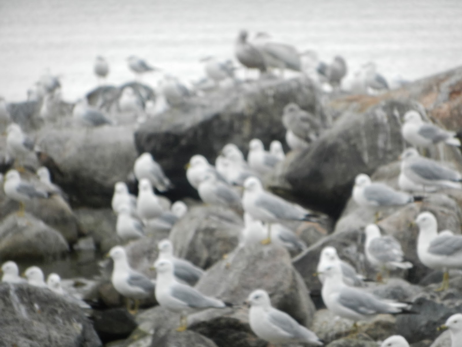 Creative Focus Journal: Strange Fire Book Review - Sensationalism or Truth?