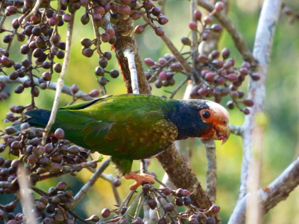 Studio Floral Dora Santoro: Flora da Guatemala