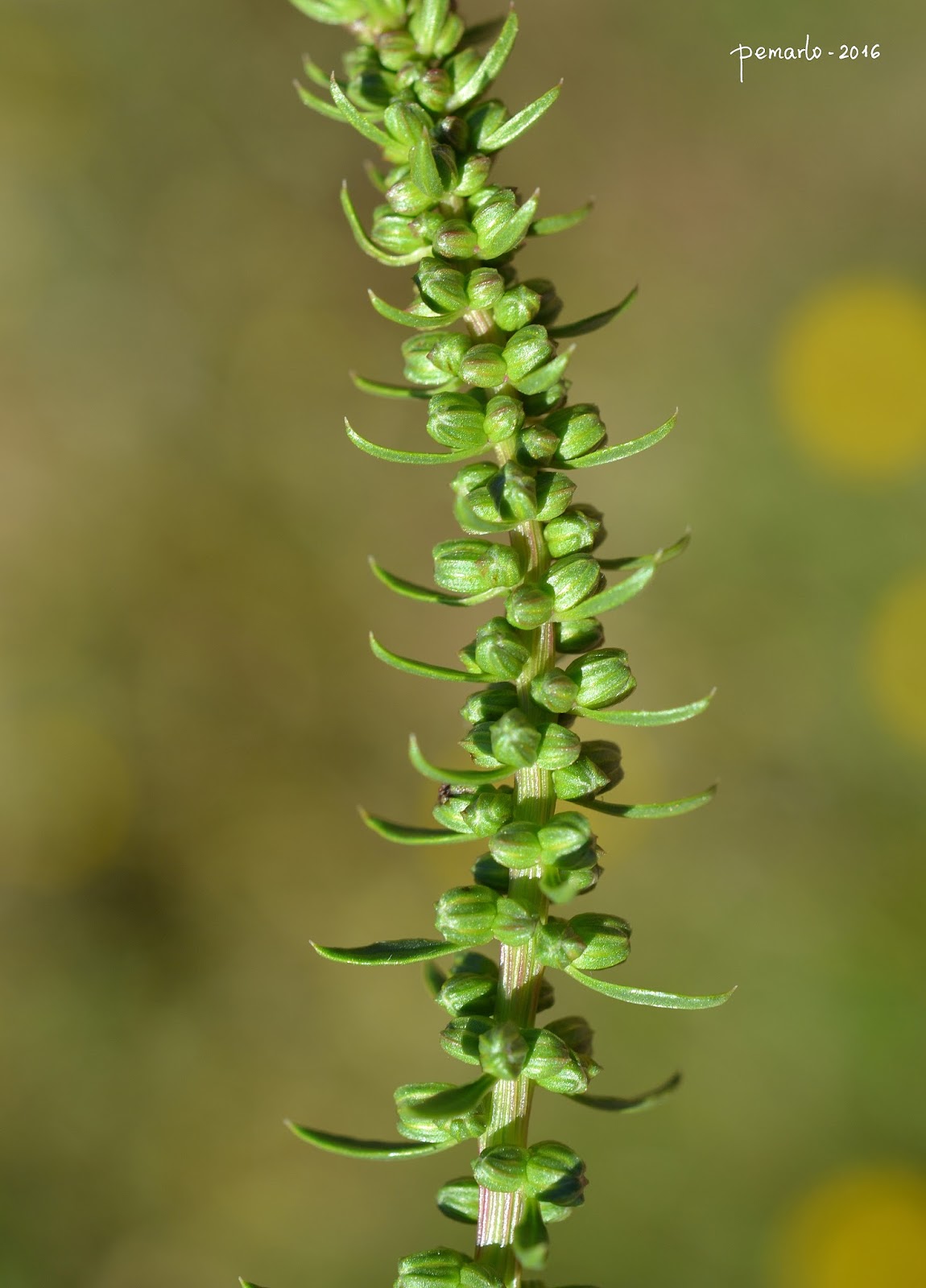 Plantas de Murcia: BETA MARITIMA (Acelga del campo), EXTENDIDA POR LA ...