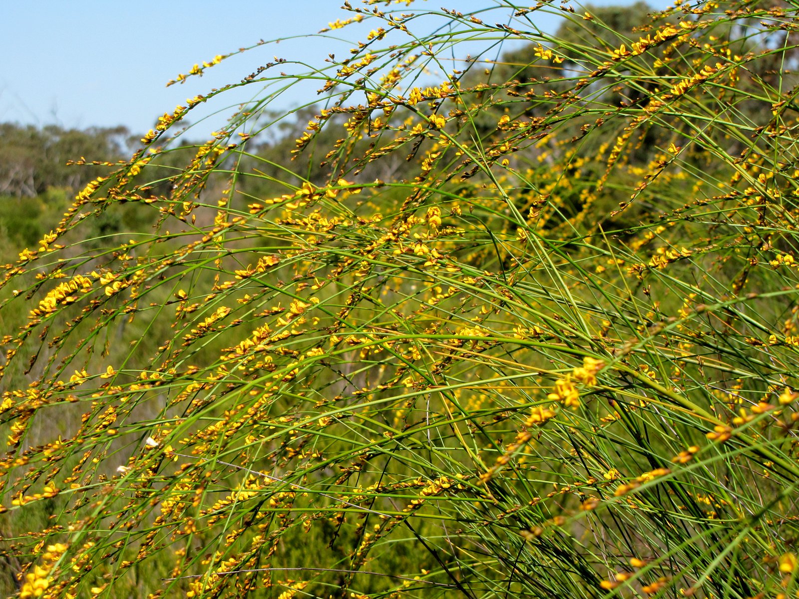 Sydney's Wildflowers and Native Plants: Viminaria juncea - Native Broom ...