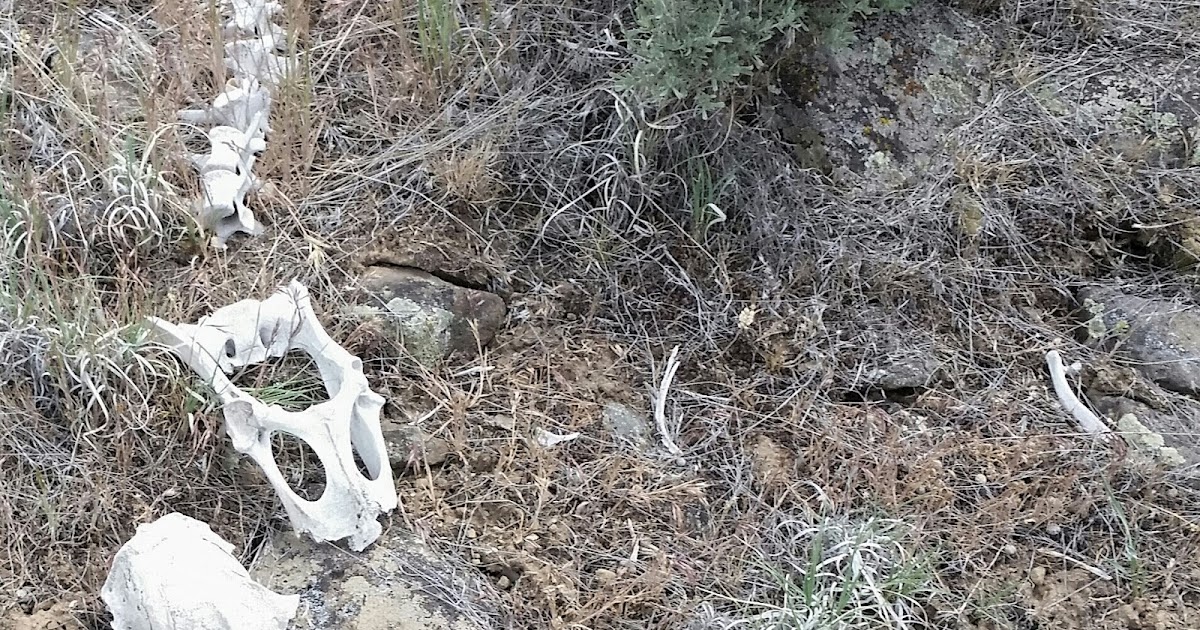 Western Nebraska Thoughts and Life: Bleached Bones Scattered