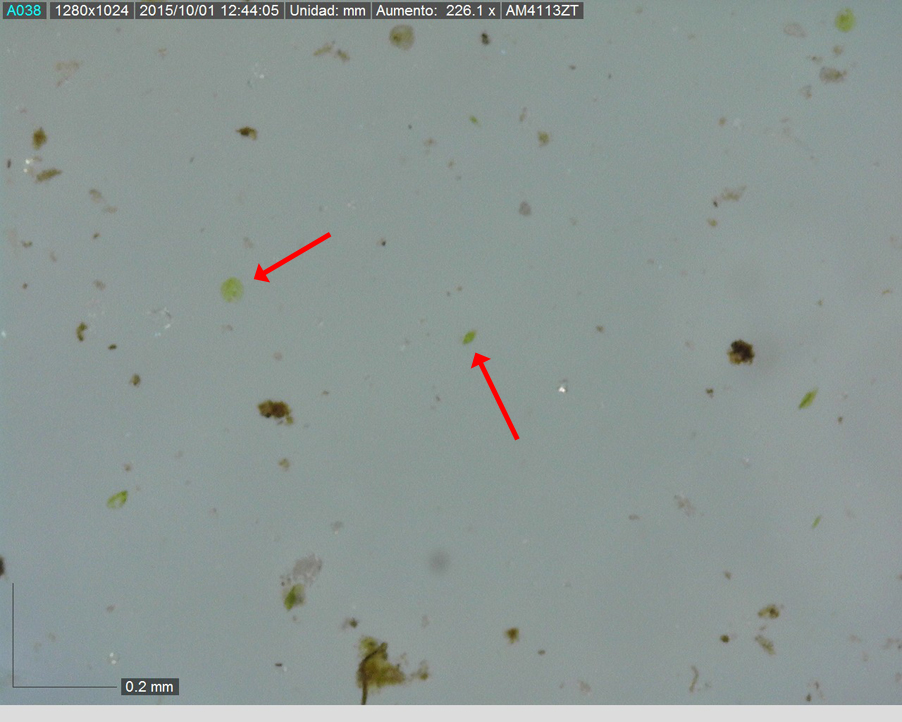 Blog del laboratori de ciències de Llissach: Observació de protozous