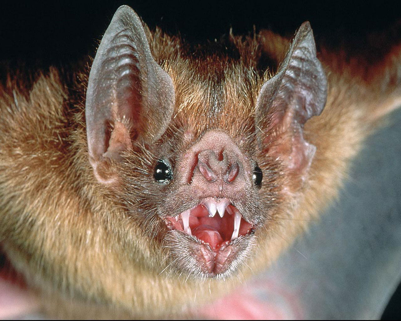 Best Jungle Life: Vampire Bats & Vampire Bats Pics
