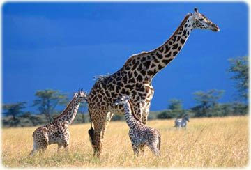 Alam Haiwan: HAIWAN MELAHIRKAN ANAK