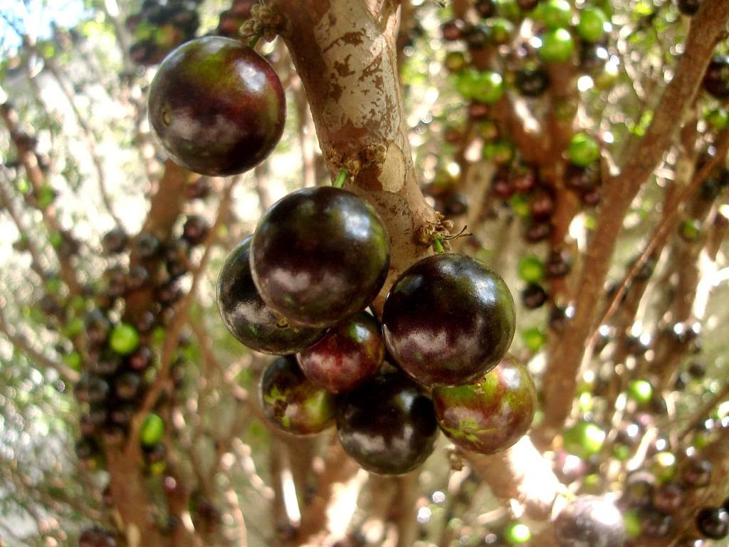 Jabuticaba – The Tree that Fruits on its Trunk ~ Kuriositas