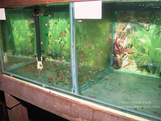 Discus: Gwynnbrook Farm Discus Fish Photo Gallery