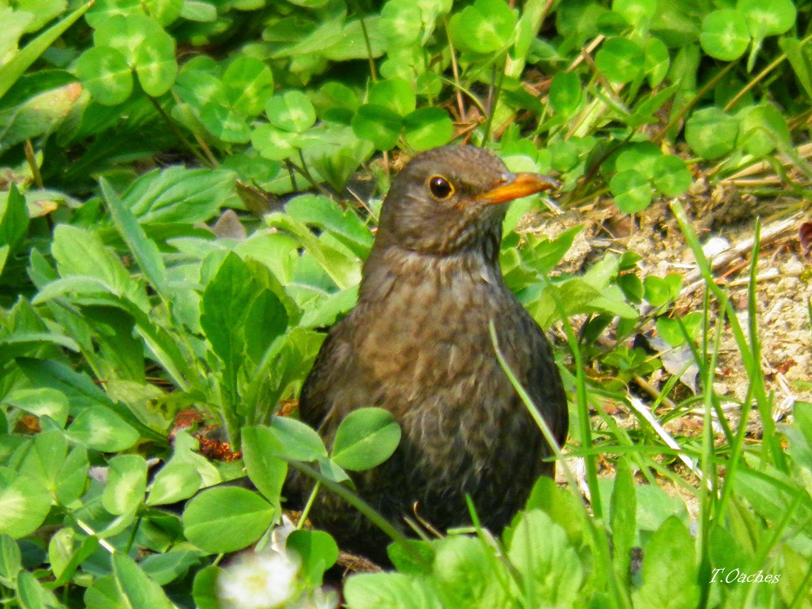 PASARI DIN ROMANIA: MIERLA (1), Turdus merula