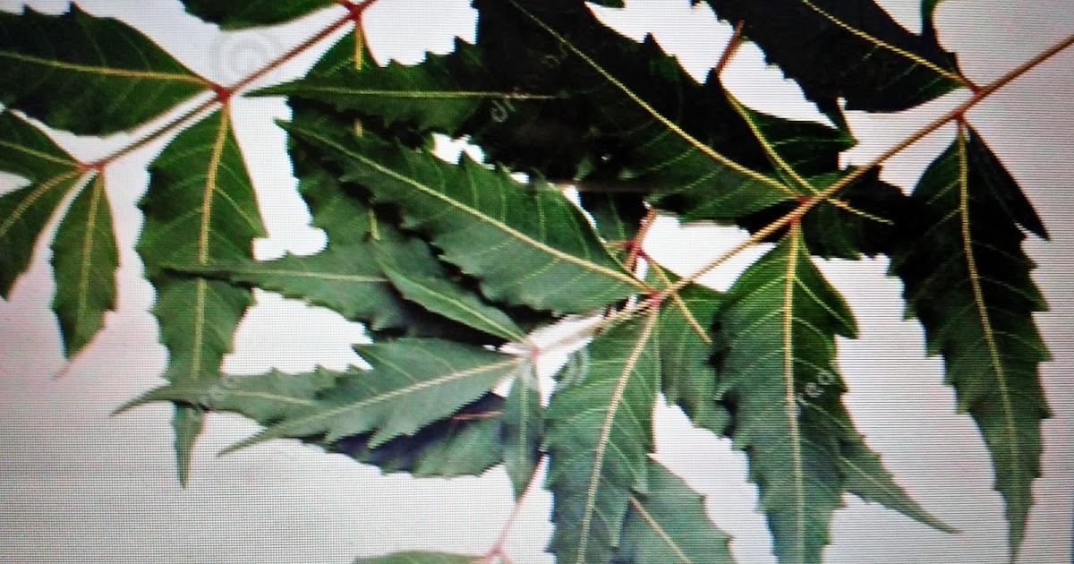 Fuziah Sulaiman blog: Jom kenali Flora Pokok MAMBU - NEEM Tree- Mandian ...