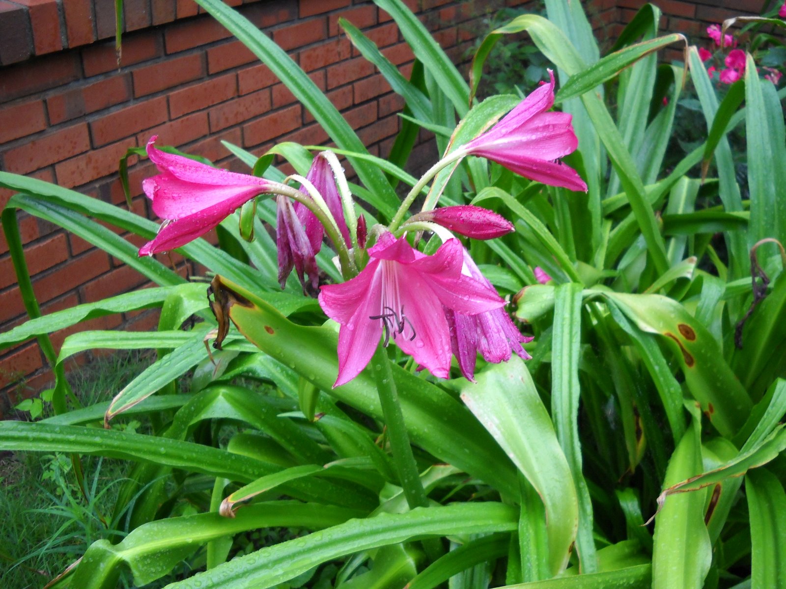 Gold Hill Plant Farm: Pink Crinum Lily