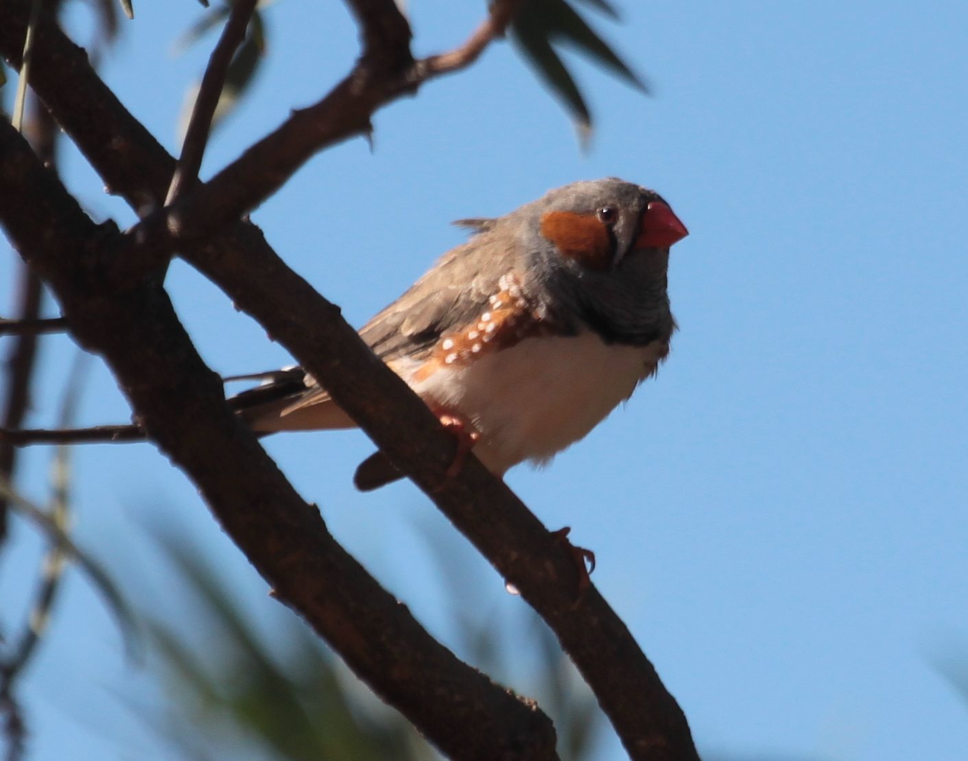 Richard Waring's Birds of Australia: Video and Photos of Zebra Finch ...