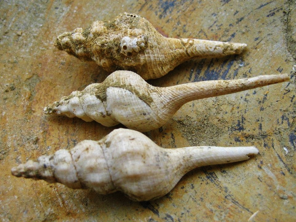 Biodiversity of Cyprus by NGO Protection of the Natural Heritage and ...