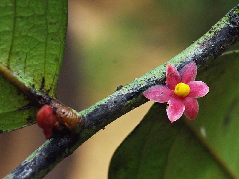 bensozia: New Species of 2016