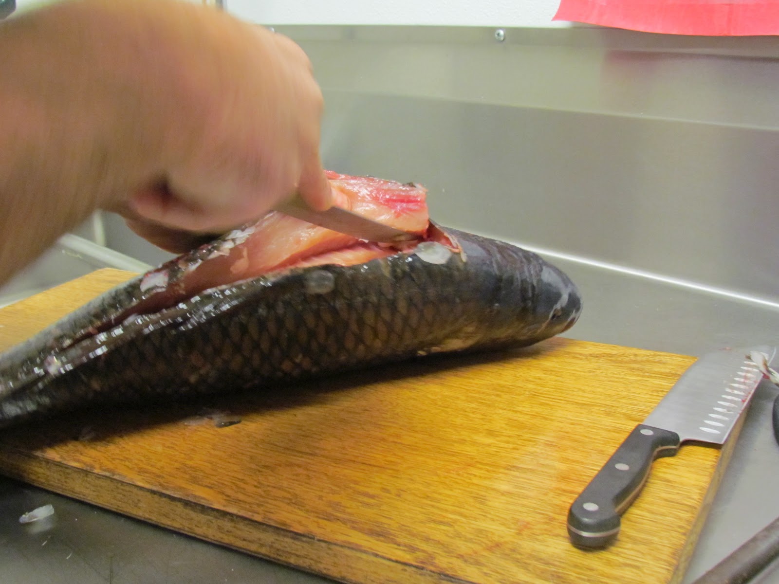 Adventures of a Vagabond Volunteer: Carpe Carp - Part II: I'm Rescued