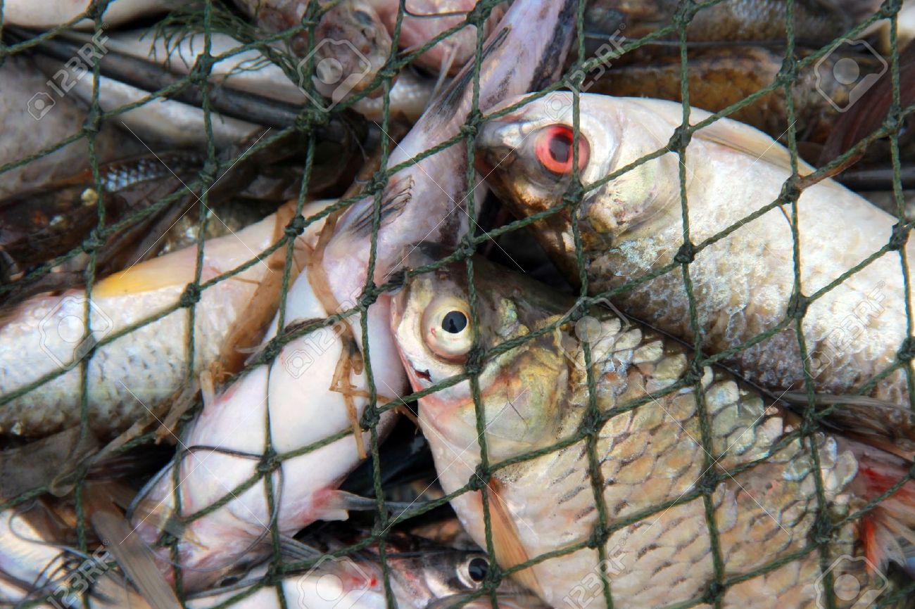 Agnus Dei: “El Reino de los Cielos se parece a una red que se echa al ...
