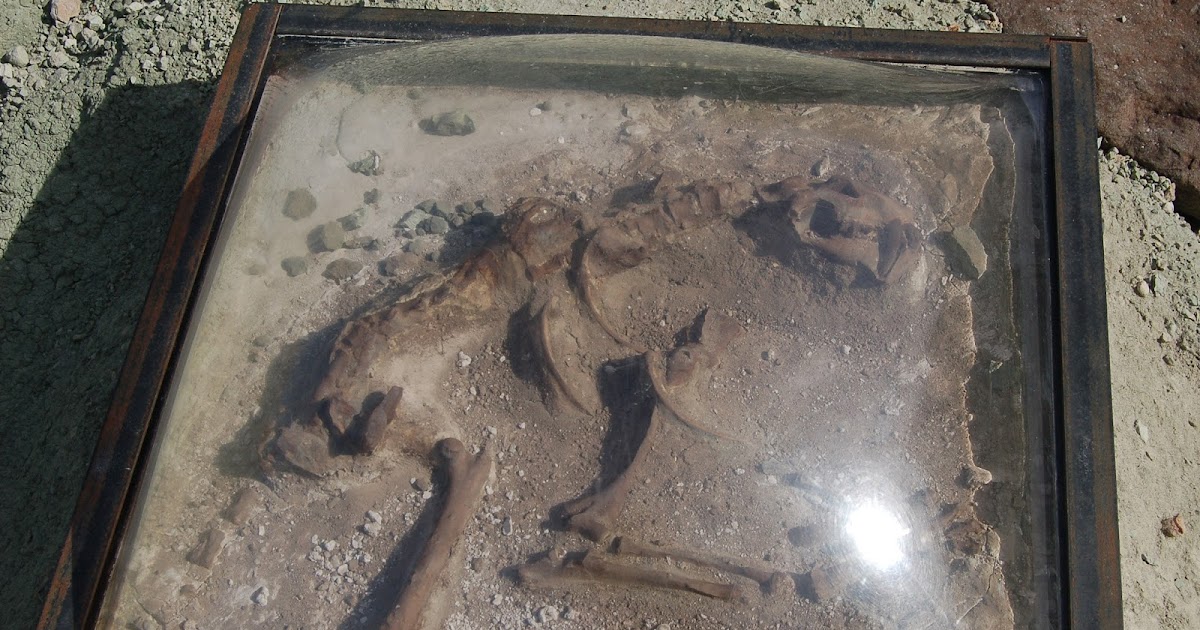 Outside The Interzone: Geo 890: Saber-Toothed Nimravid and Trip Outline