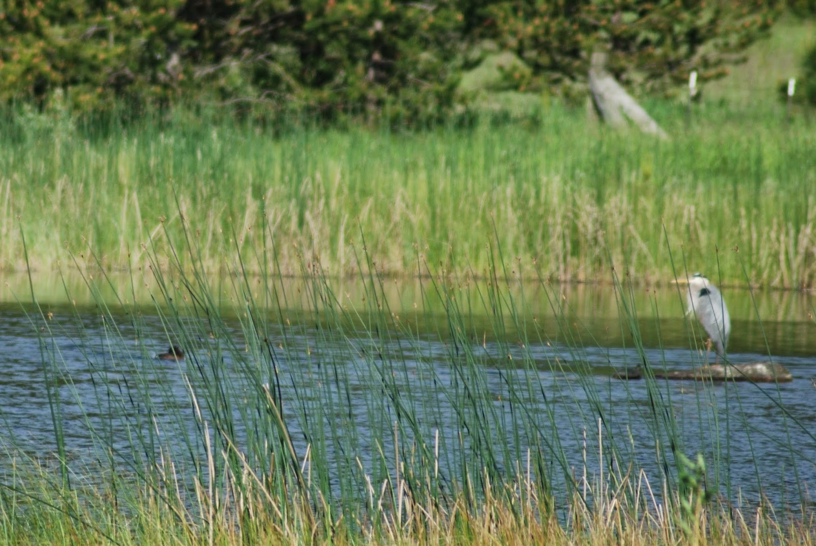 Elmira Pond Spotter: Birds Gone Wild