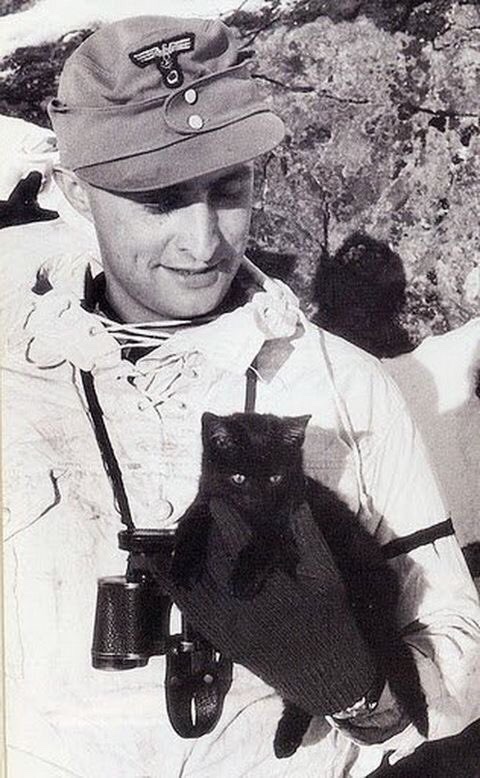 World War II in Pictures: Cats in World War II