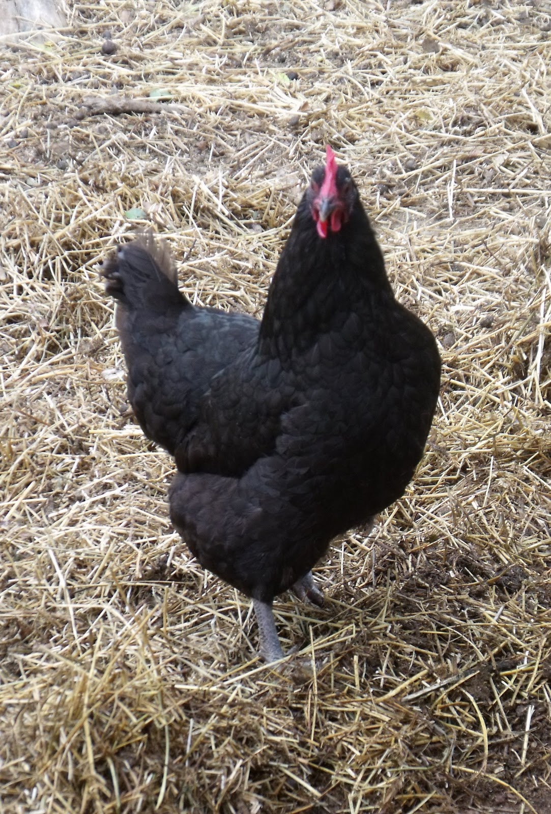 Artisan Farmstead Living: Best Laying Hens for your Farmyard Flock